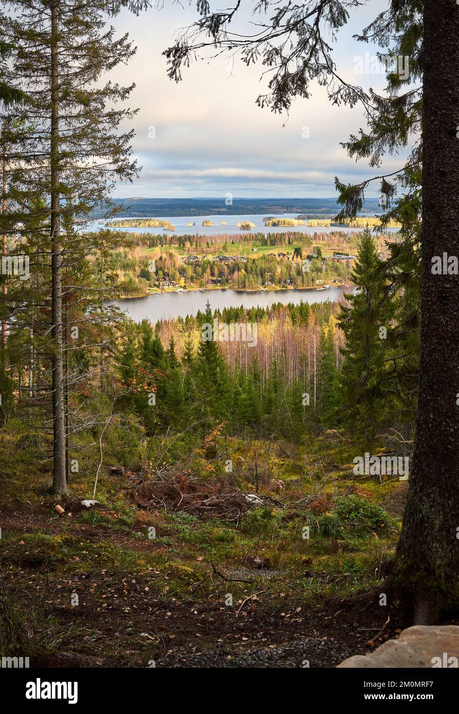 A vertical shot of a forest with tall trees with a background of a lake ...