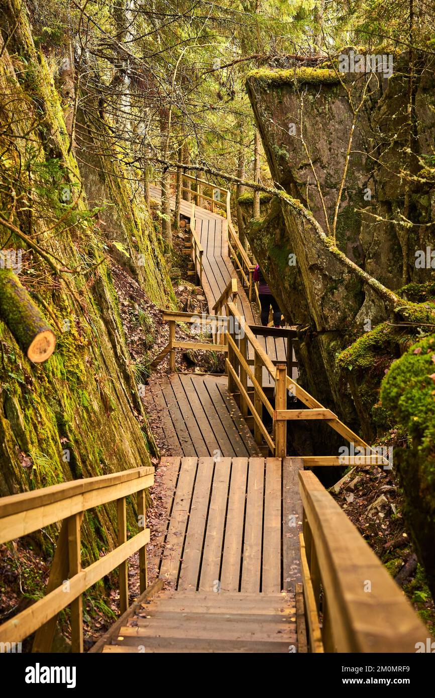 A vertical shot of a wooden bridge in a mossy forest Stock Photo - Alamy