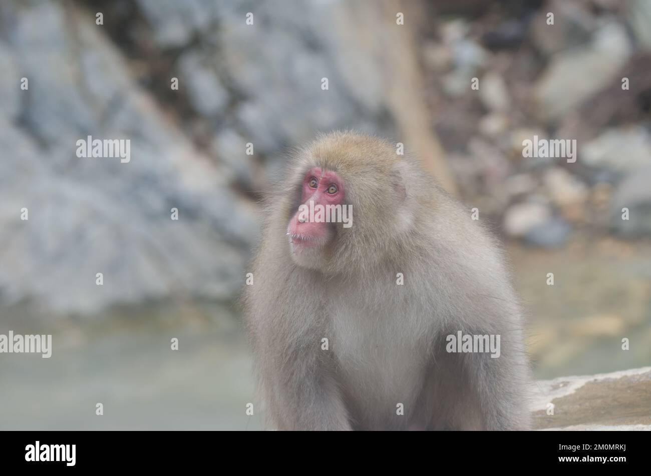 Japanese macaque Macaca fuscata. Jigokudani Monkey Park. Yamanouchi ...