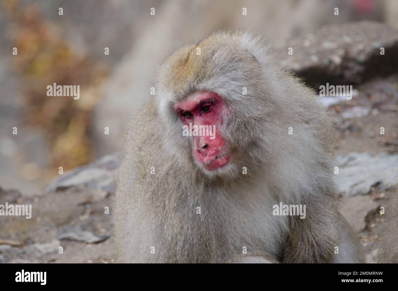 Japanese macaque Macaca fuscata. Jigokudani Monkey Park. Yamanouchi ...