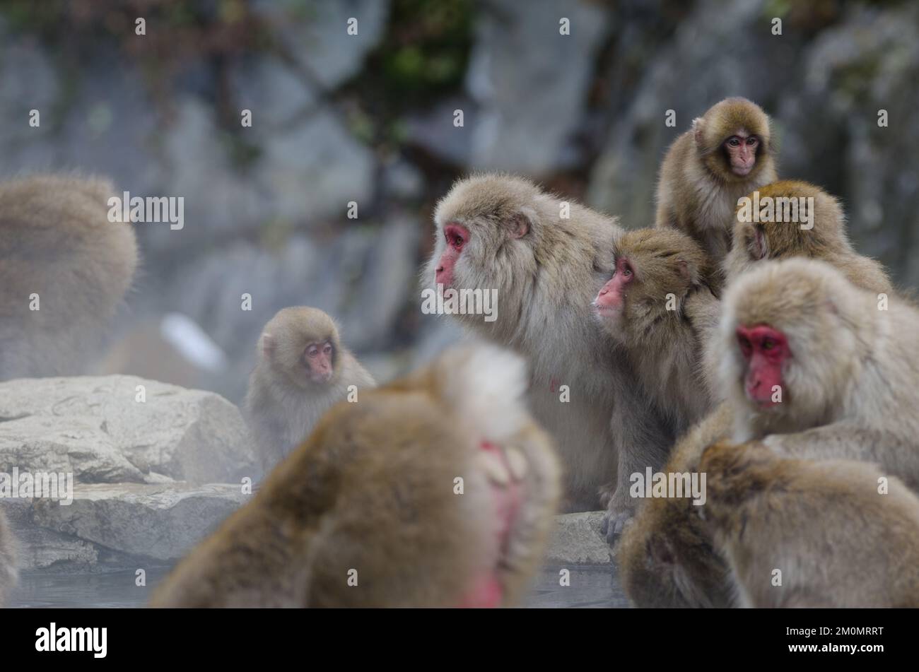 Troop of Japanese macaques Macaca fuscata next to a hot spring pool ...