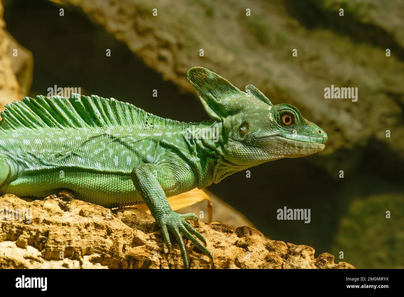 A close-up shot of a plumed basilisk sitting on a log in a forest Stock ...