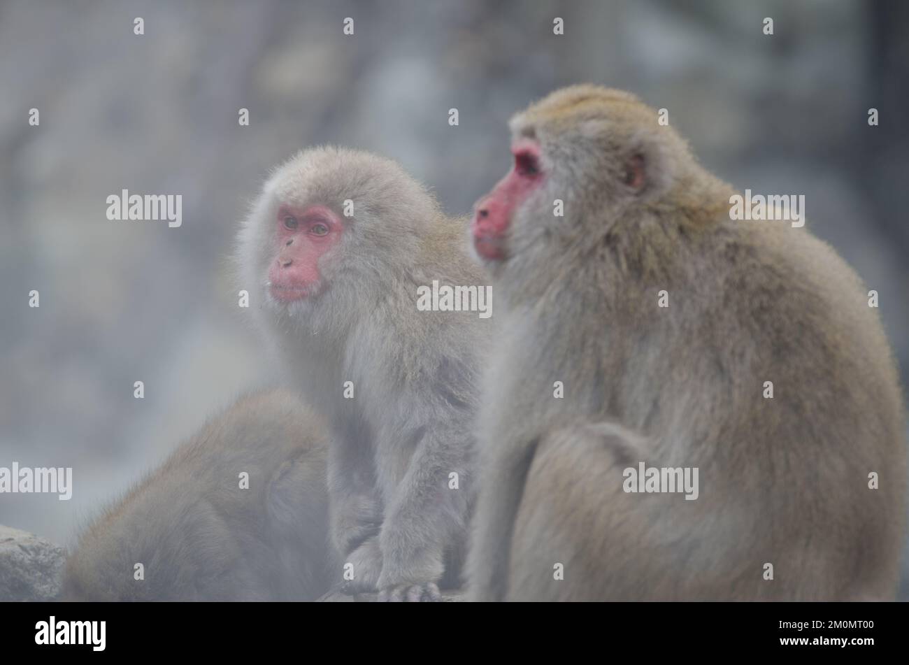 Japanese macaques Macaca fuscata. Jigokudani Monkey Park. Yamanouchi ...