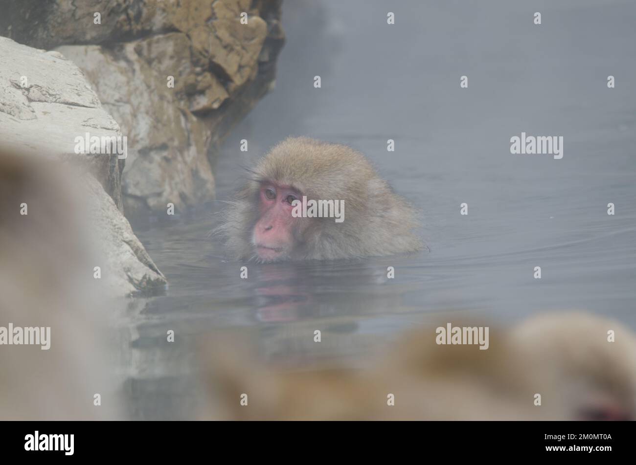 Japanese macaque Macaca fuscata bathing in a hot spring pool ...