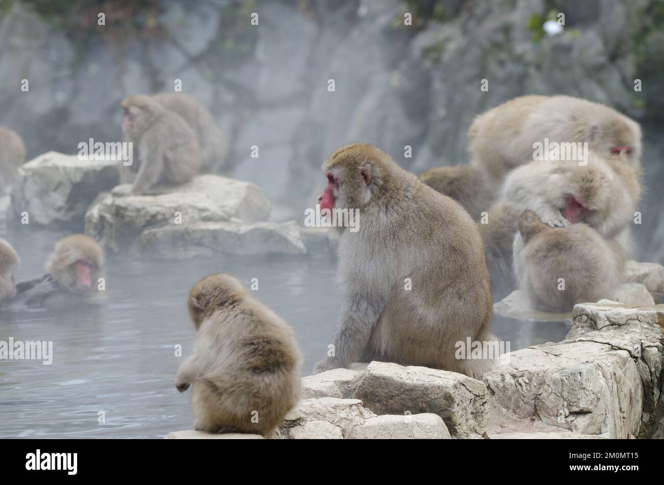 Japanese macaques Macaca fuscata next to a hot spring pool. Jigokudani ...