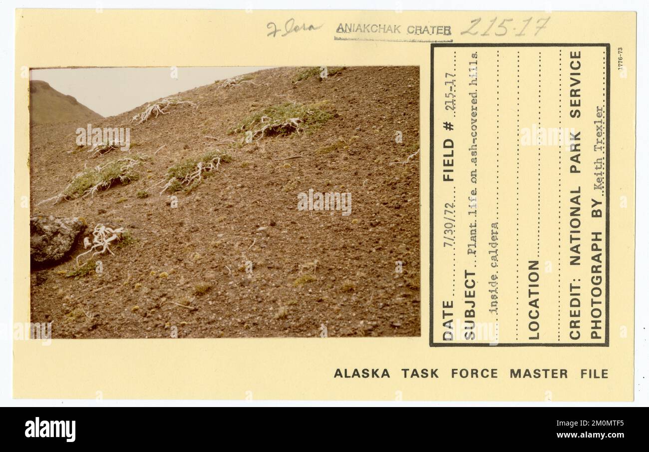 Plant life on ash-covered hills inside caldera. Alaska Task Force ...