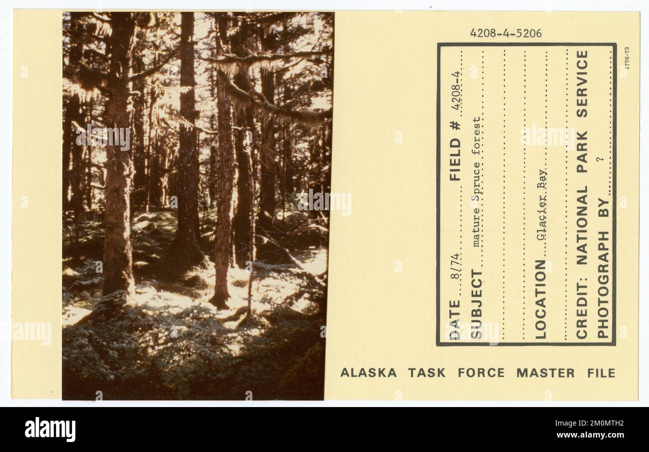 Mature spruce forest. Alaska Task Force Photographs Stock Photo - Alamy