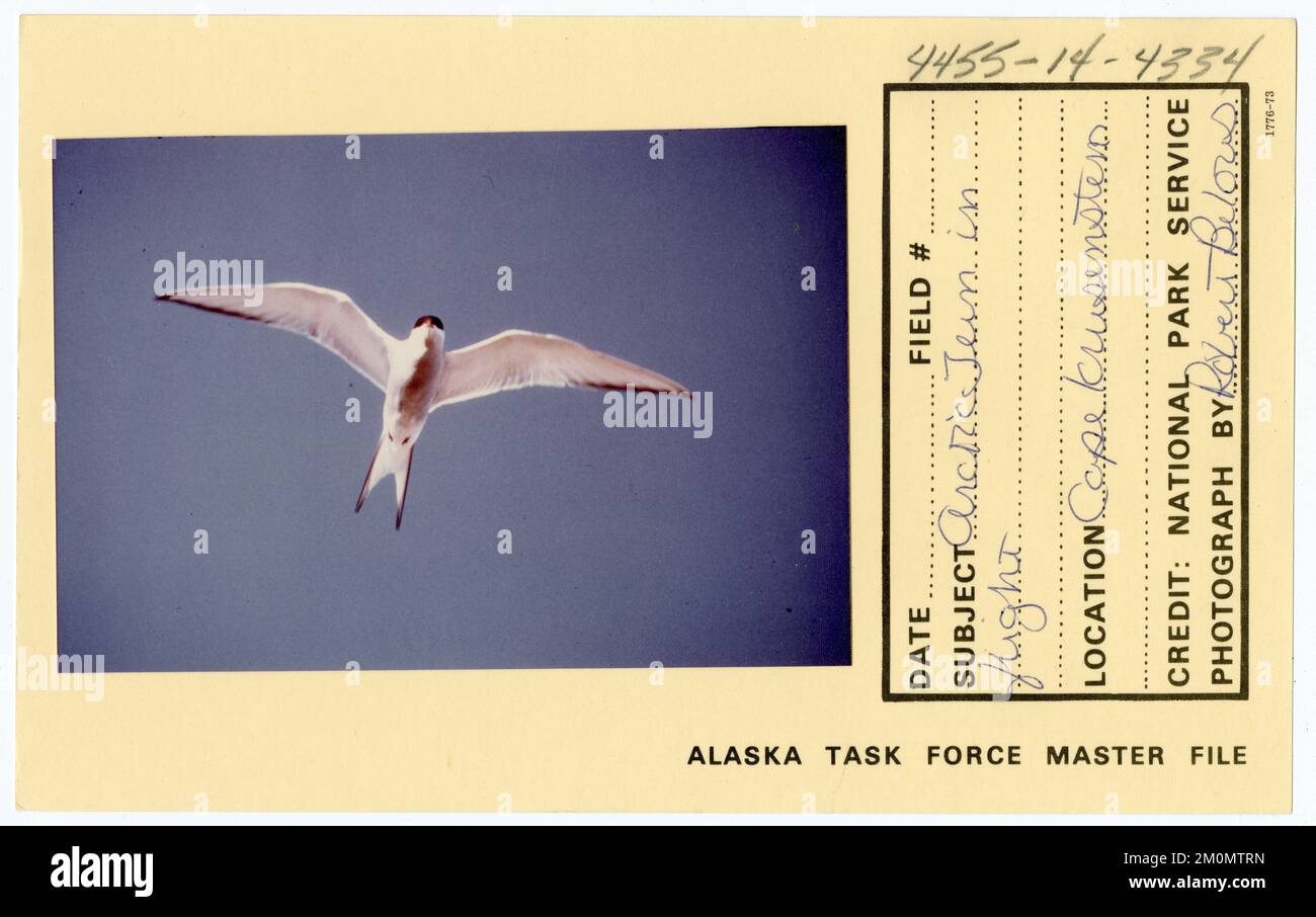 Arctic tern in flight. Alaska Task Force Photographs Stock Photo - Alamy