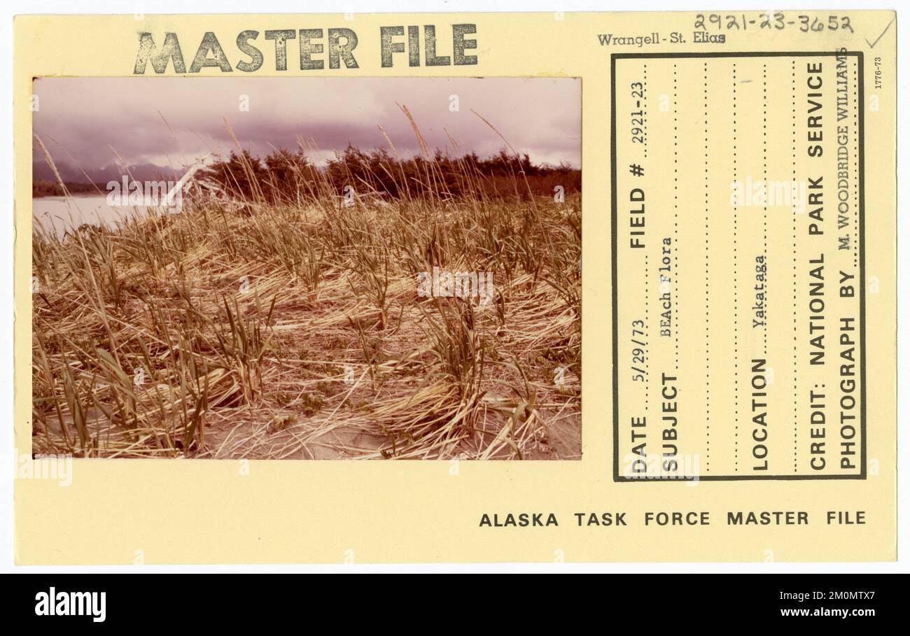 Beach flora. Alaska Task Force Photographs Stock Photo - Alamy