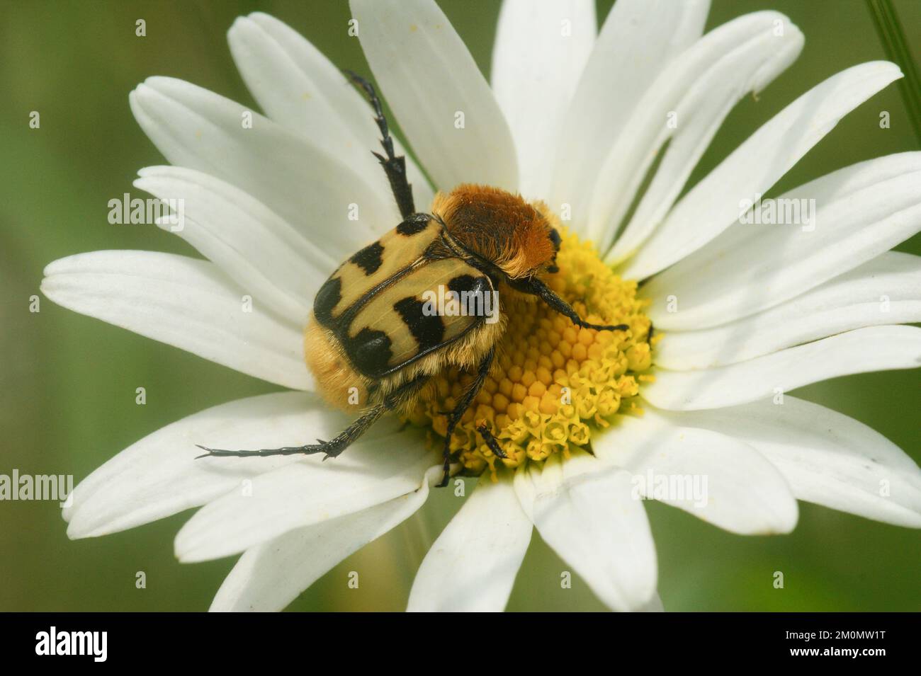 Trichius zonatus hi-res stock photography and images - Alamy