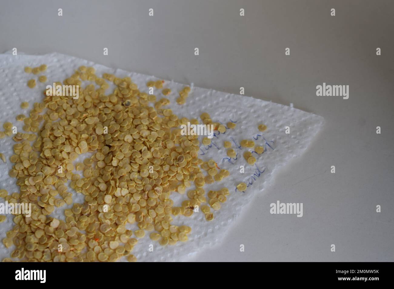 drying paprika seeds Stock Photo - Alamy