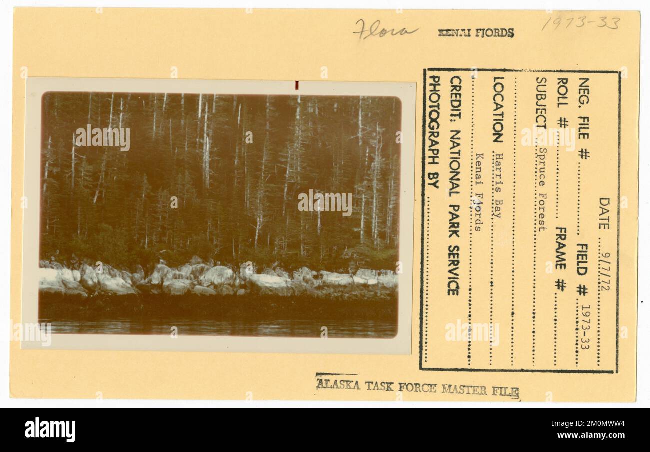 Spruce forest. Alaska Task Force Photographs Stock Photo - Alamy