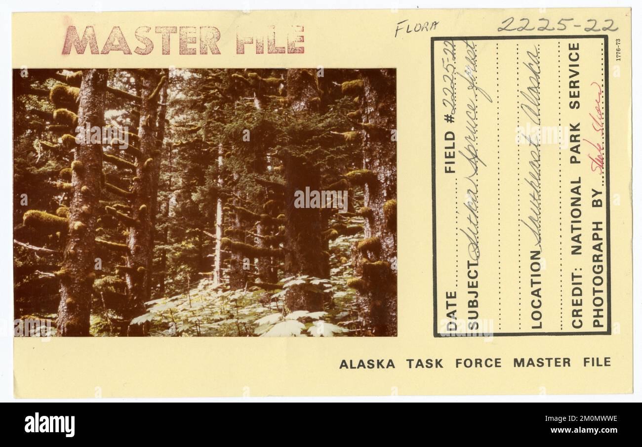 Sitka spruce forest. Alaska Task Force Photographs Stock Photo - Alamy
