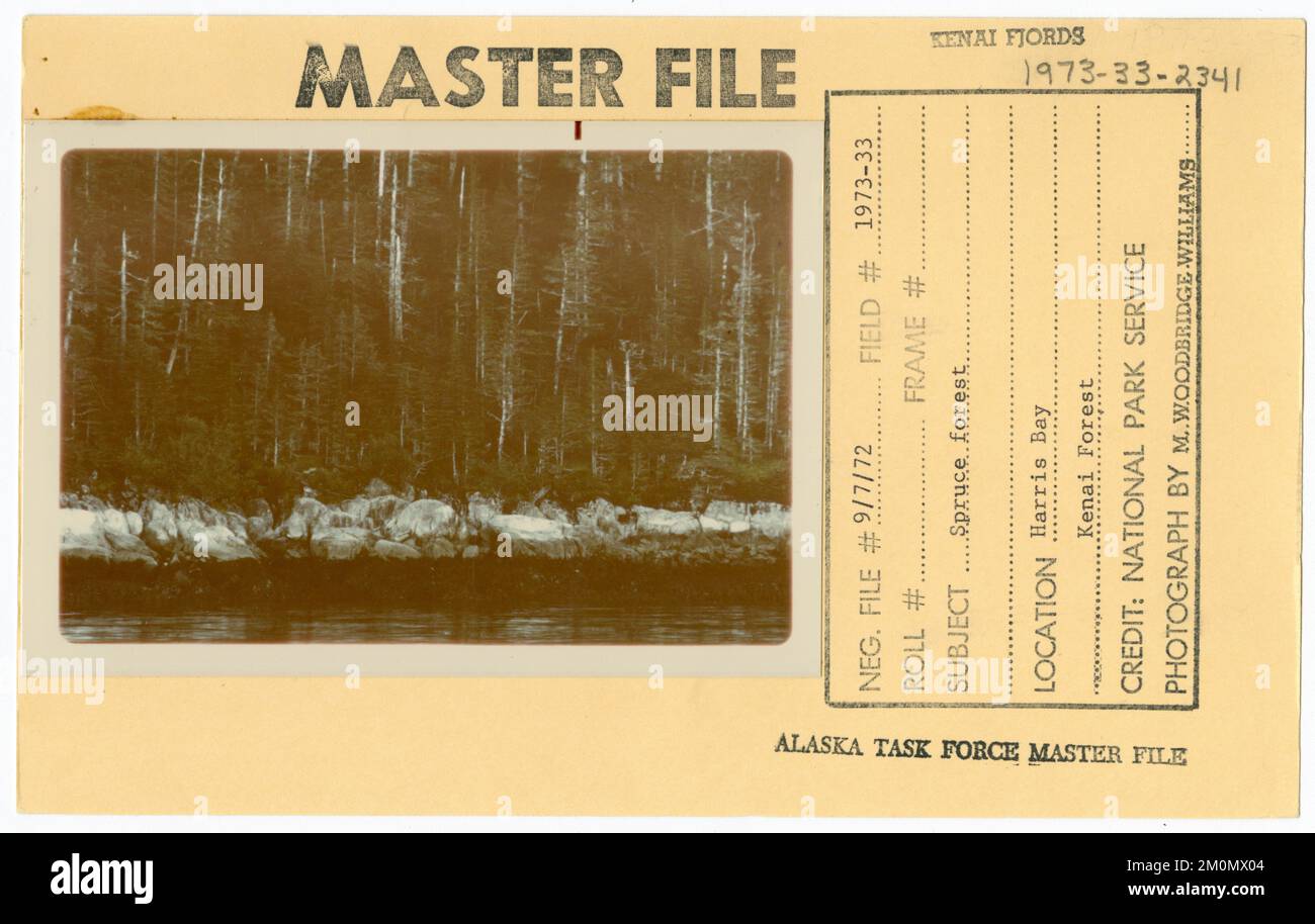 Spruce forest. Alaska Task Force Photographs Stock Photo - Alamy