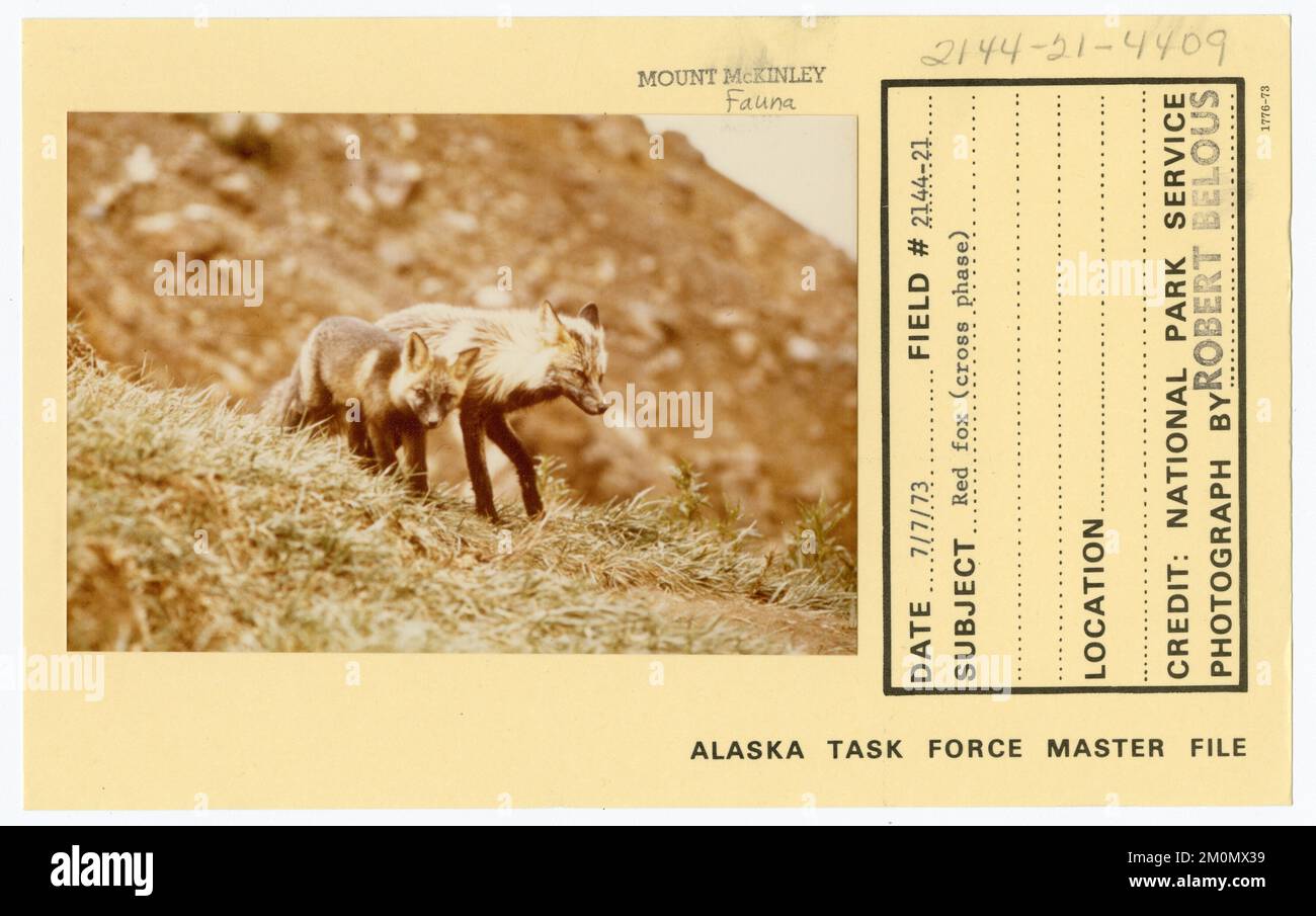 Cross phase red fox hi-res stock photography and images - Alamy