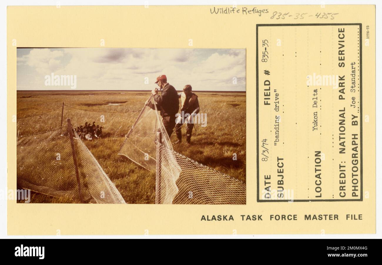 "Banding drive". Alaska Task Force Photographs Stock Photo - Alamy