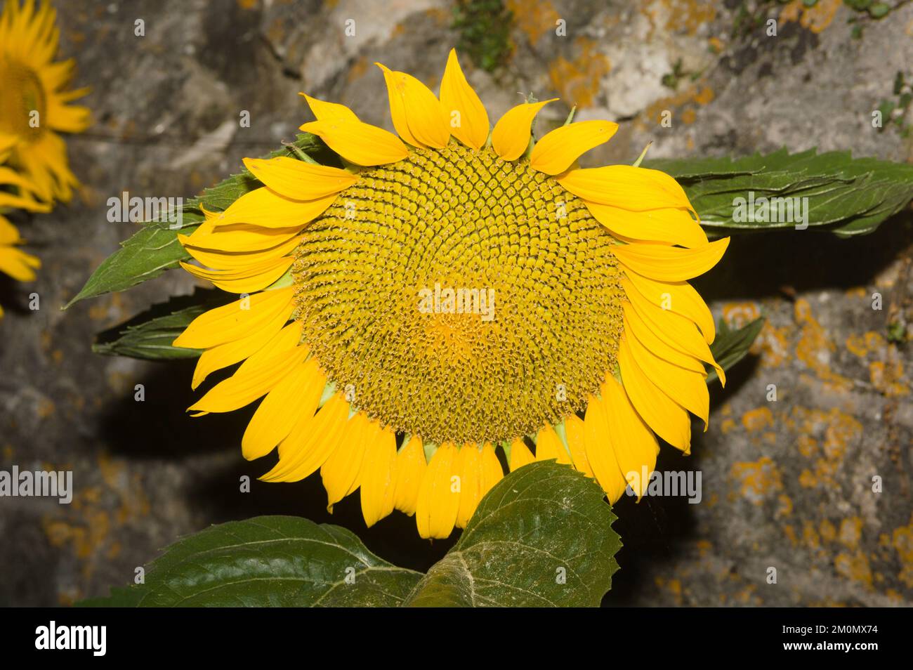 Mature sunflower head by garden wall Stock Photo - Alamy