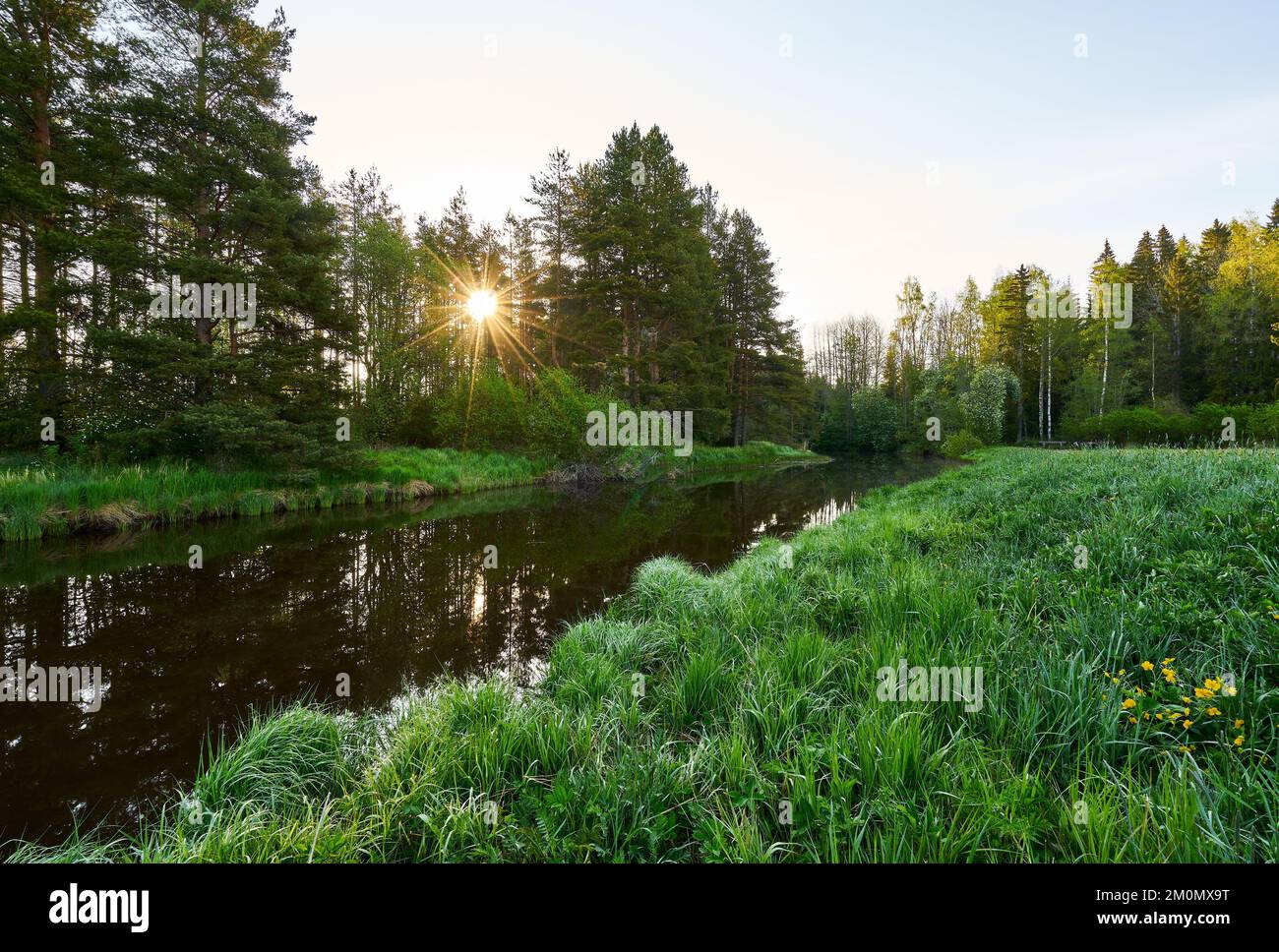 A scenic shot of a river surrounded by vegetation during sunrise Stock ...