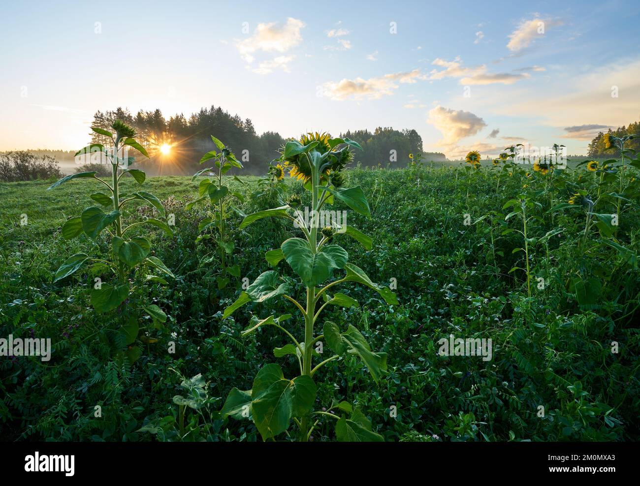 A field of sunflowers facing the sun during sunrise Stock Photo - Alamy