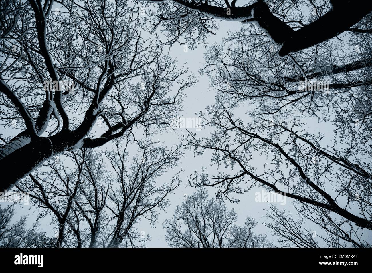 Bottom view on a f winter snowy trees in the blue sky. Frosty branches ...