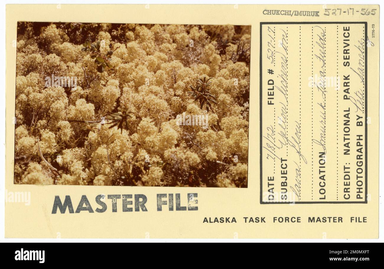 Yellow lichens on lava flow. Alaska Task Force Photographs Stock Photo ...