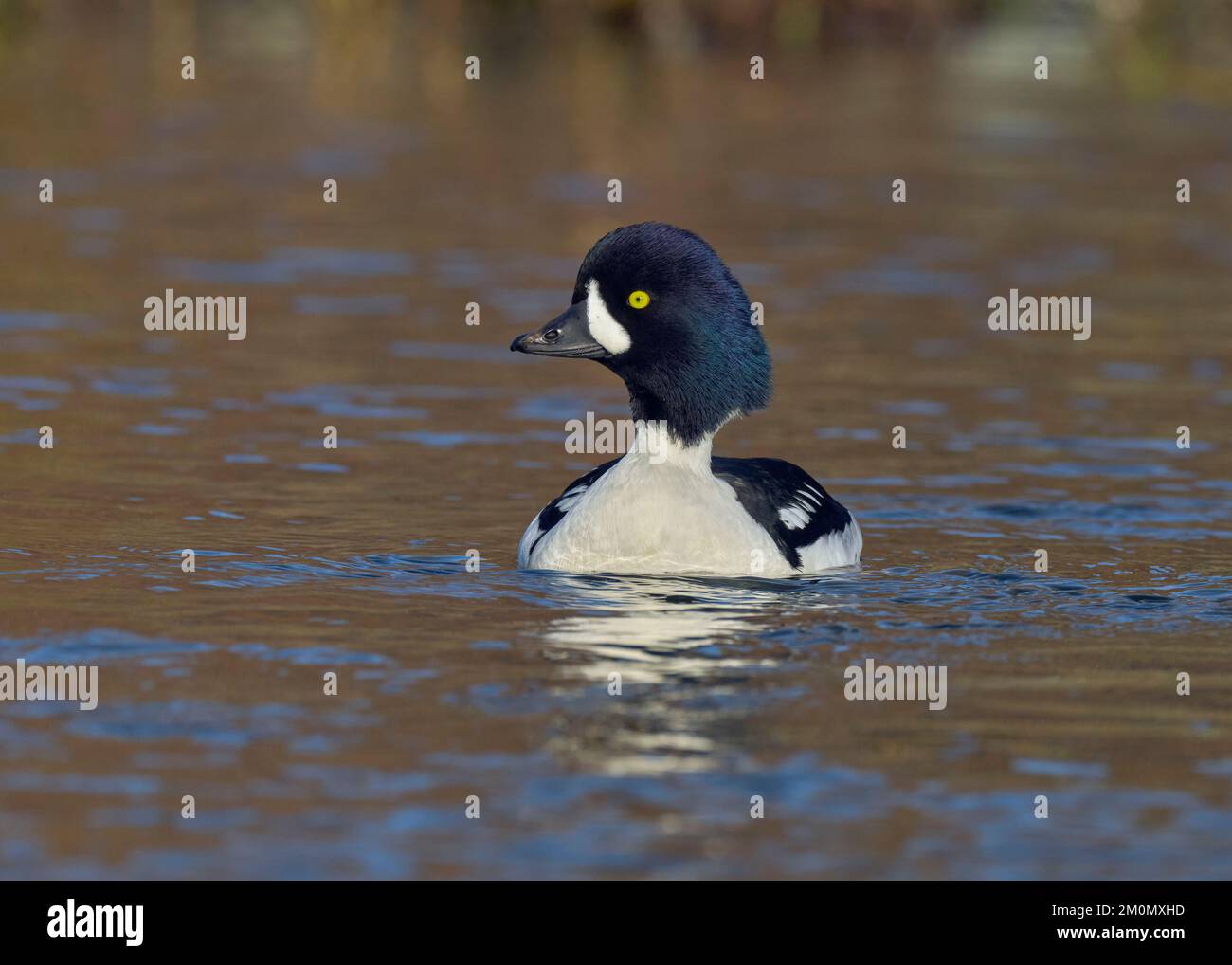 Sacramento river wildlife hi-res stock photography and images - Alamy