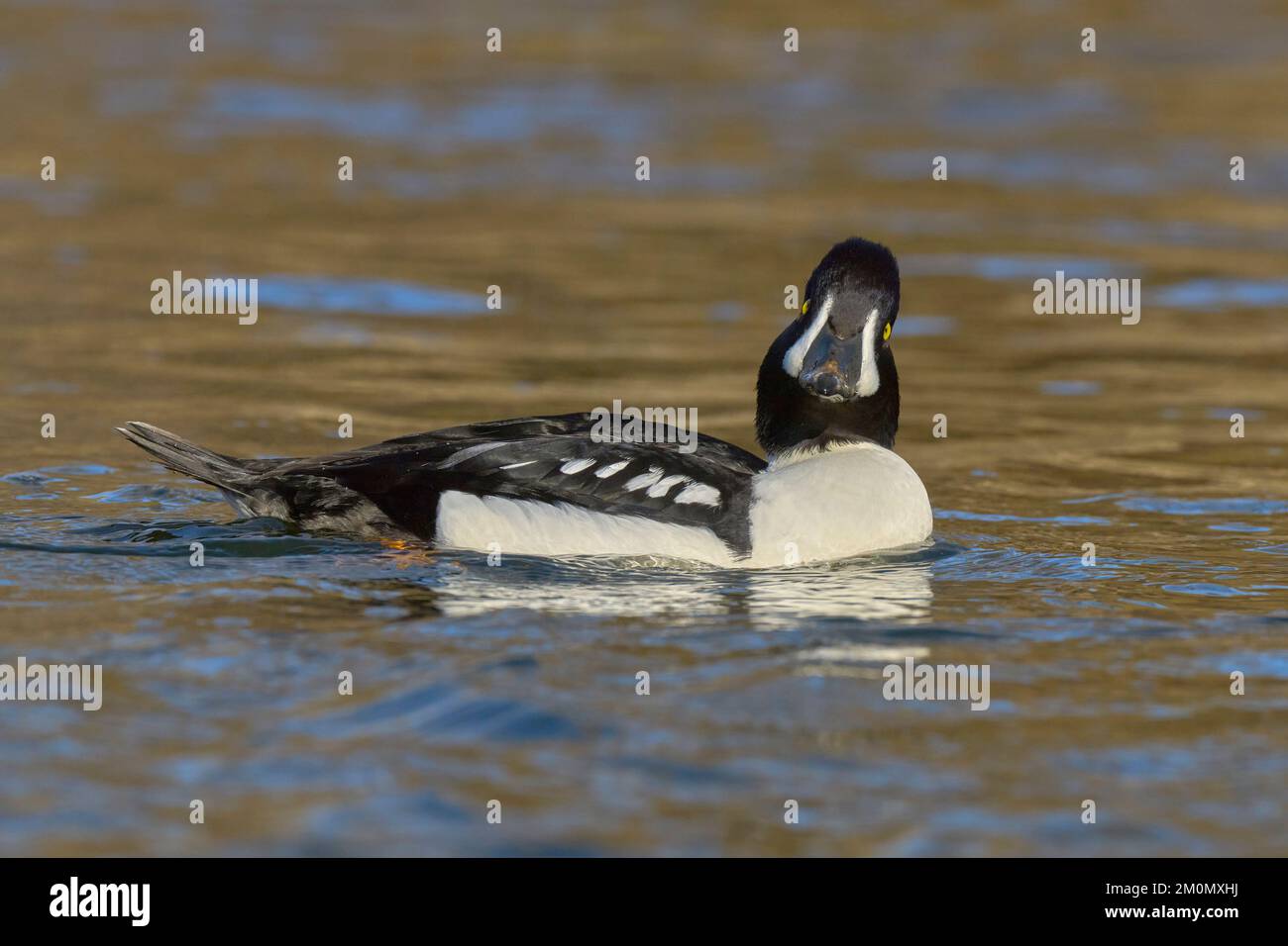 Sacramento river wildlife hi-res stock photography and images - Alamy