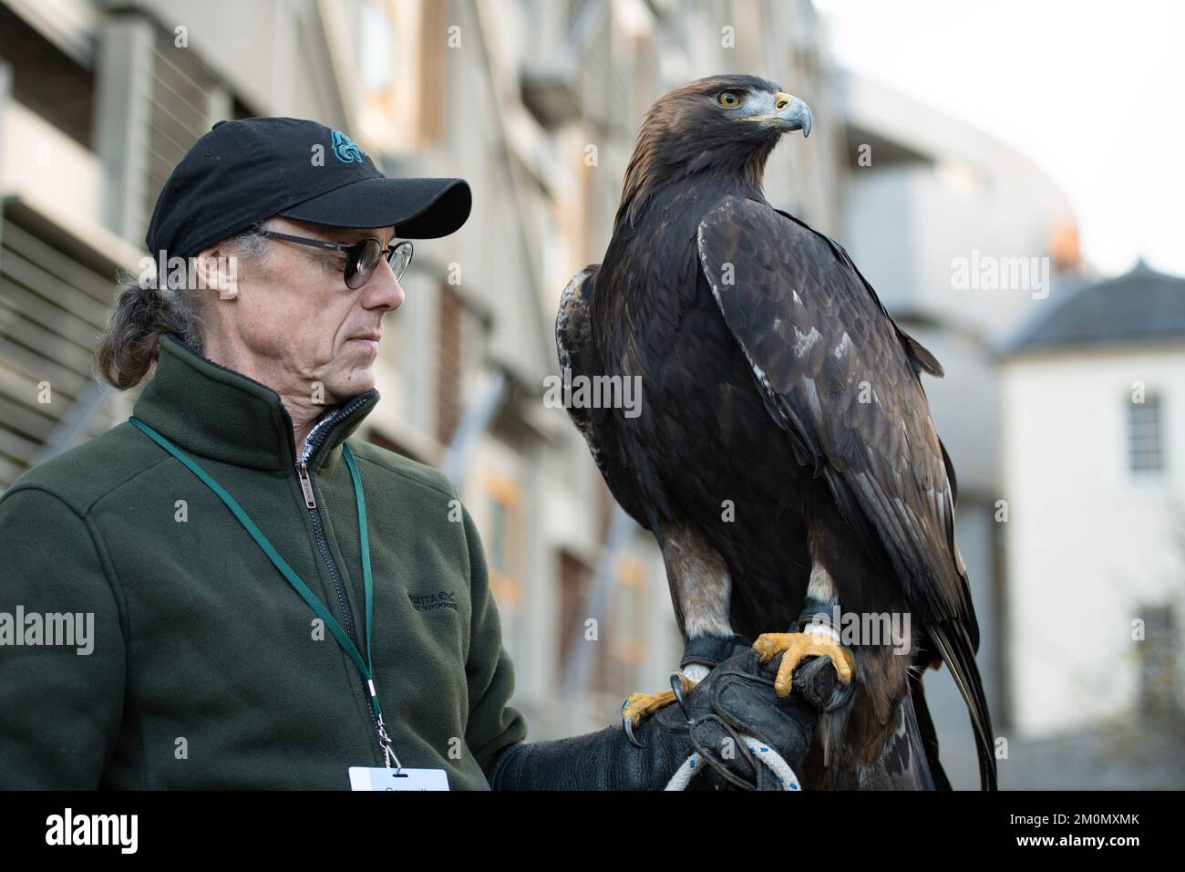 2020 scottish legislation falconry in scotland hi-res stock photography ...