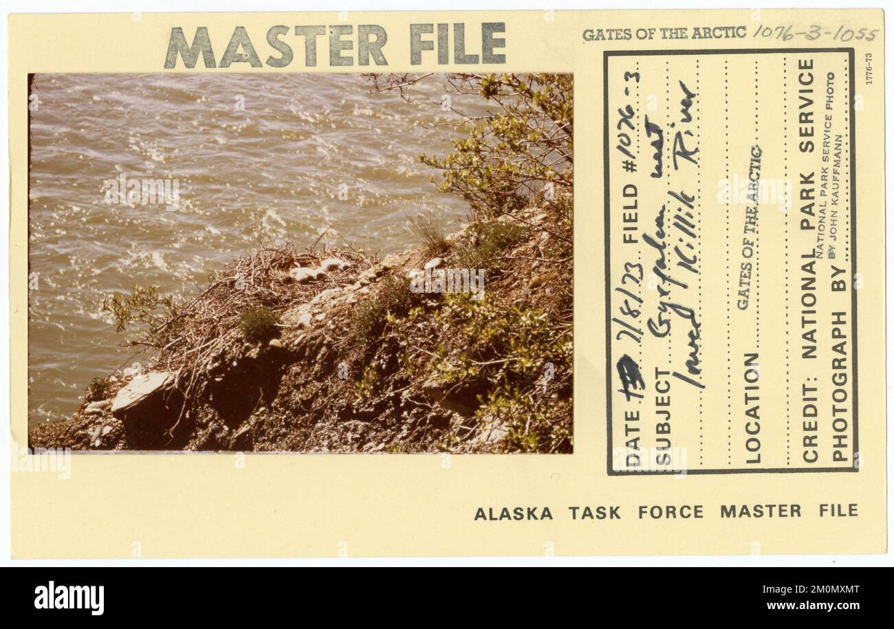 Gyrfalcon nest, lower Killik River. Alaska Task Force Photographs Stock ...