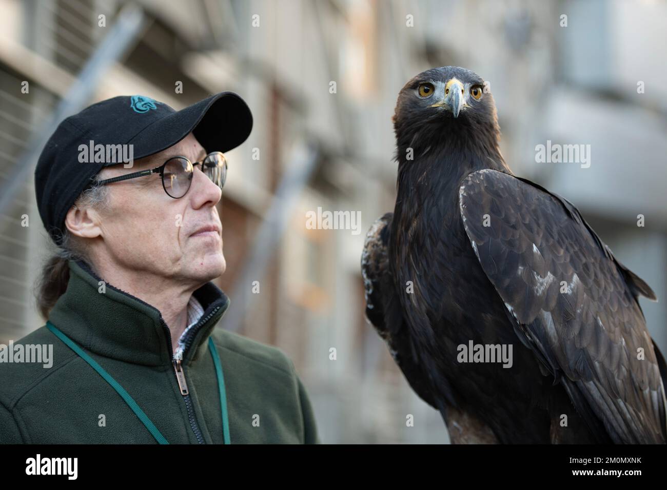 2020 scottish legislation falconry in scotland hi-res stock photography ...