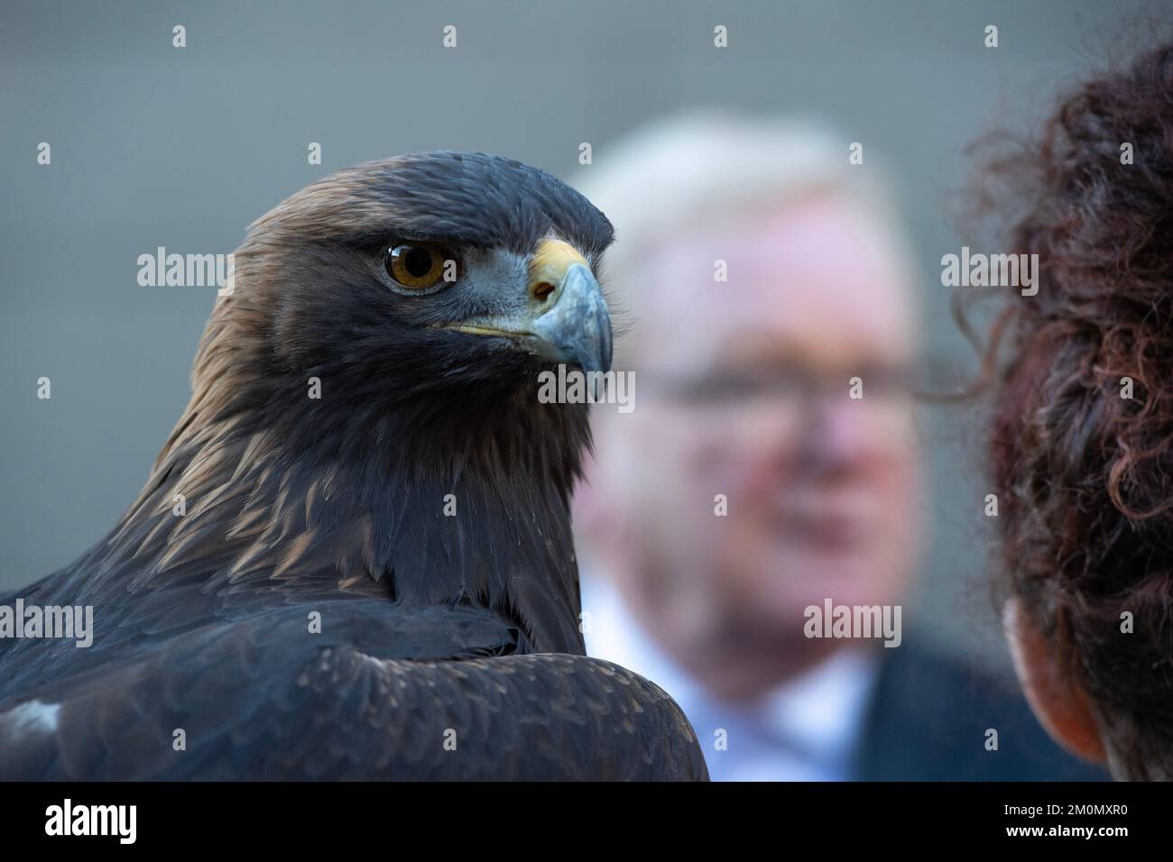 2020 scottish legislation falconry in scotland hi-res stock photography ...