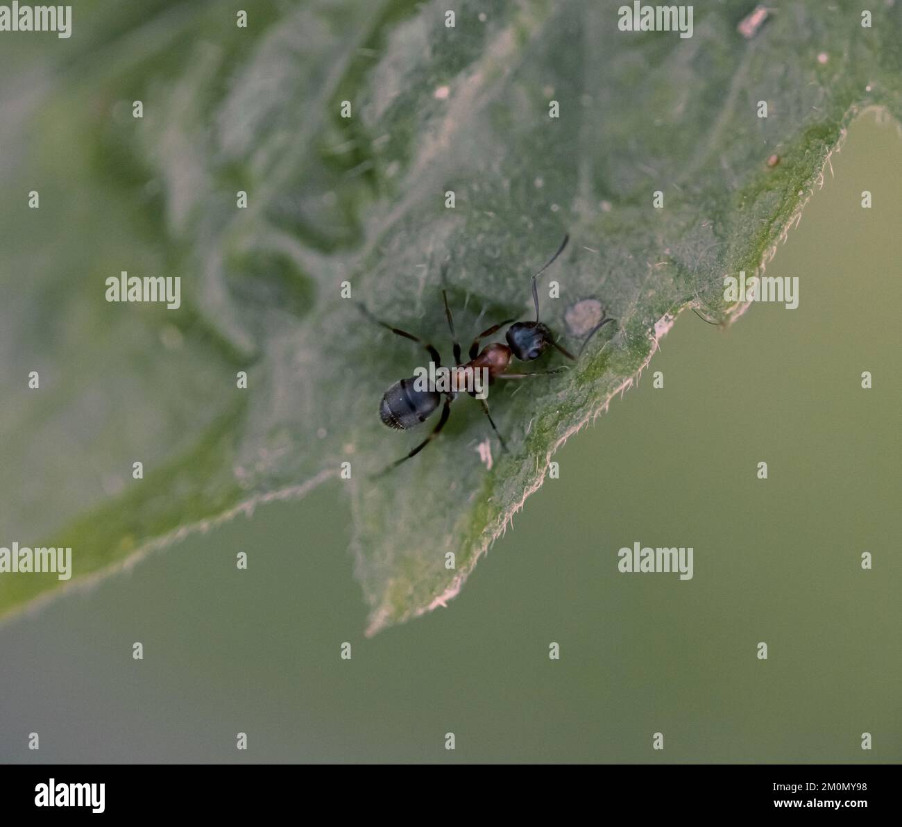 Very small ant hi-res stock photography and images - Alamy