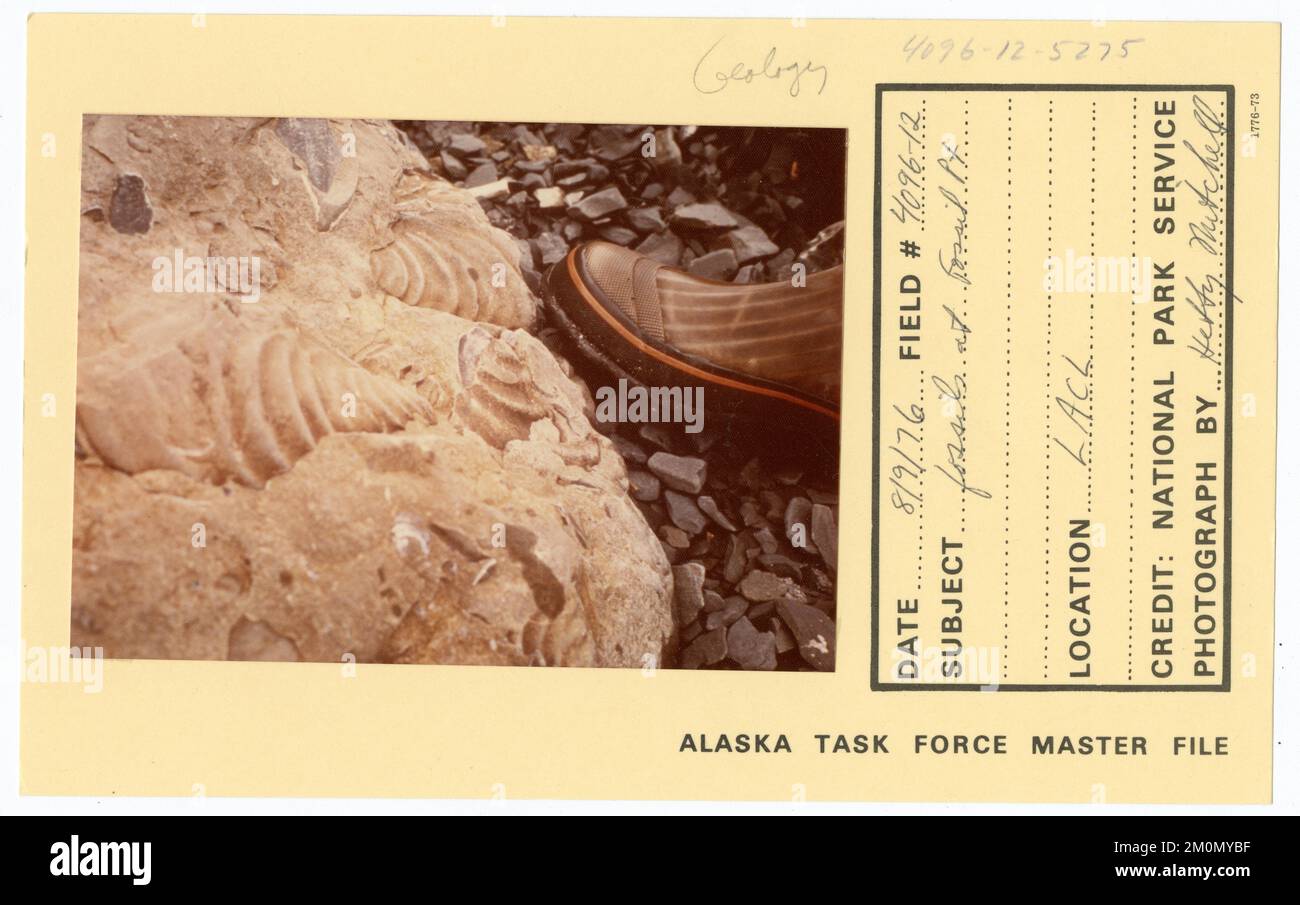 Fossils excavation site Cut Out Stock Images & Pictures - Alamy