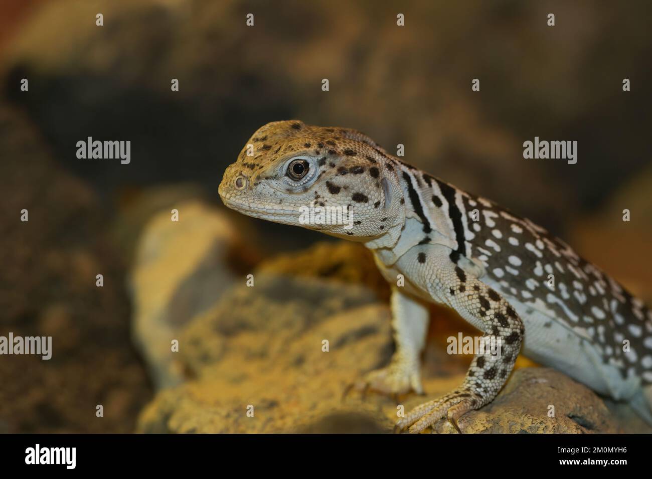 Collared lizard species hi-res stock photography and images - Alamy