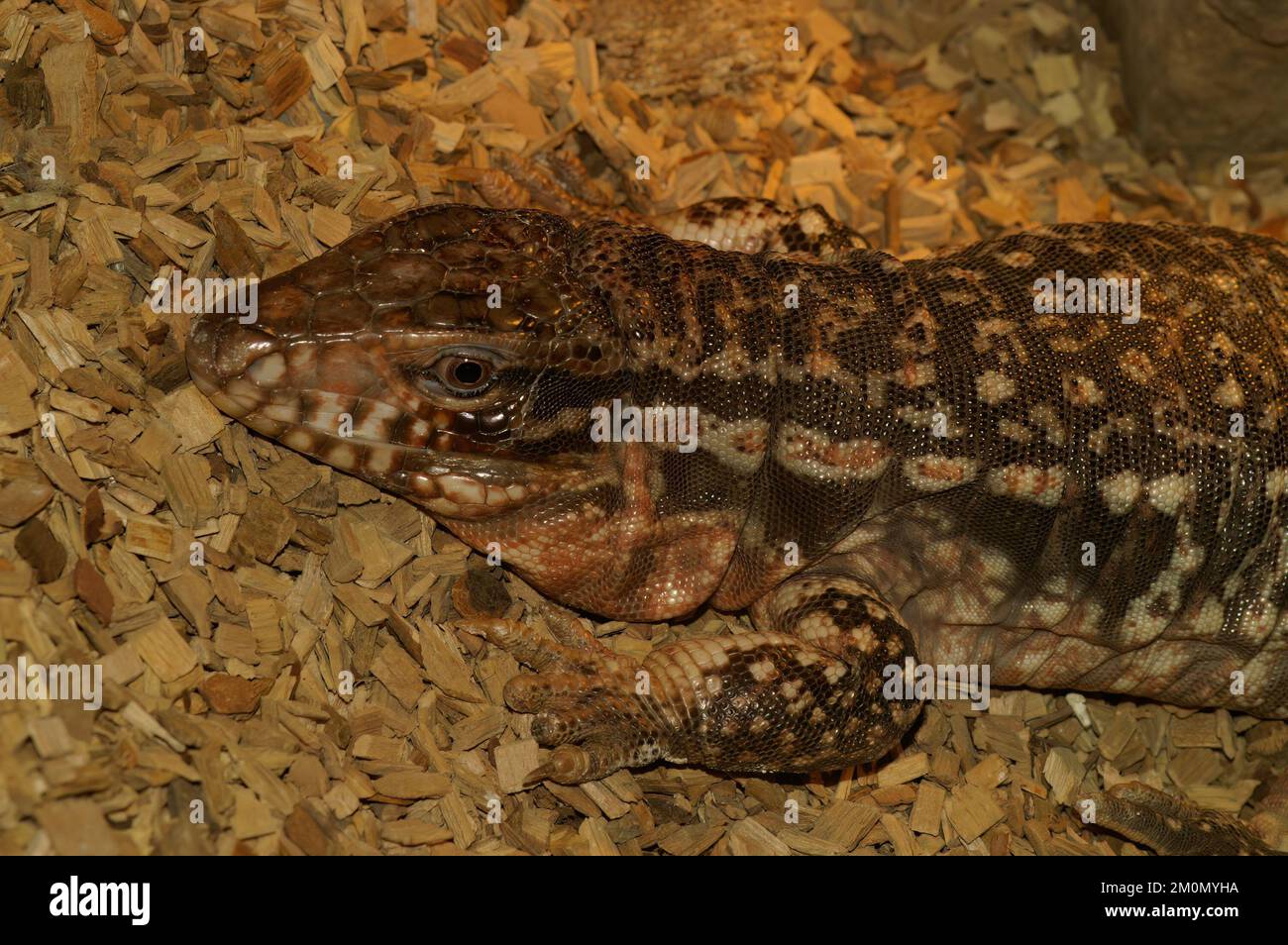 Red tegu hi-res stock photography and images - Alamy