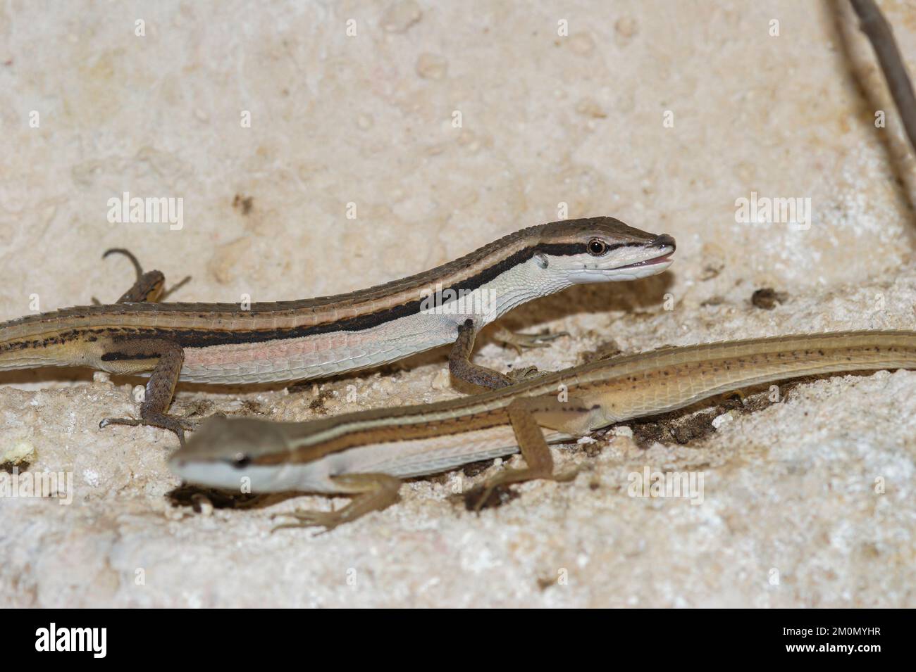 A closeup of two Asian grass lizards in the enclosure in the zoo Stock ...