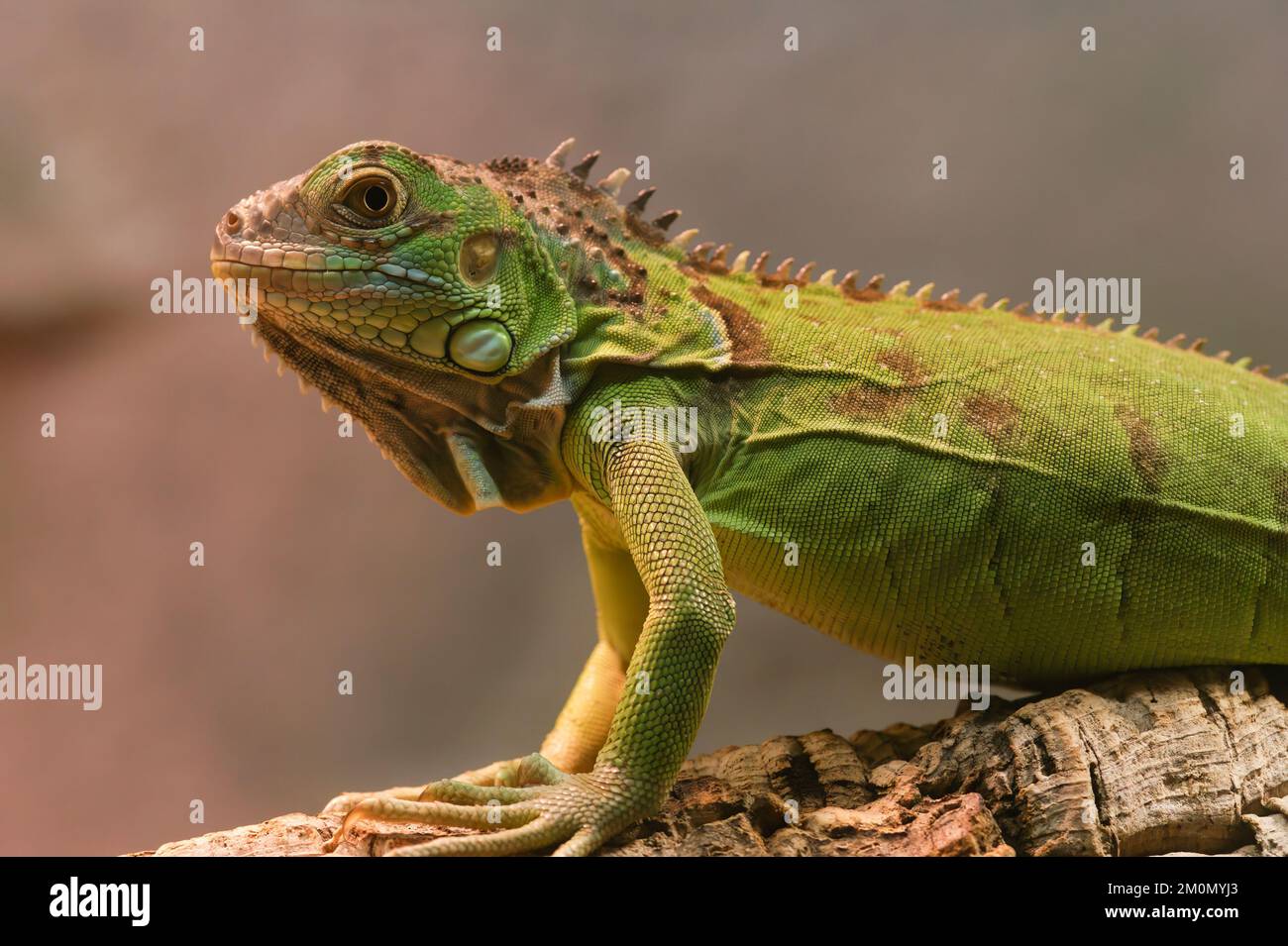 Chinese water dragon lizard hi-res stock photography and images - Alamy