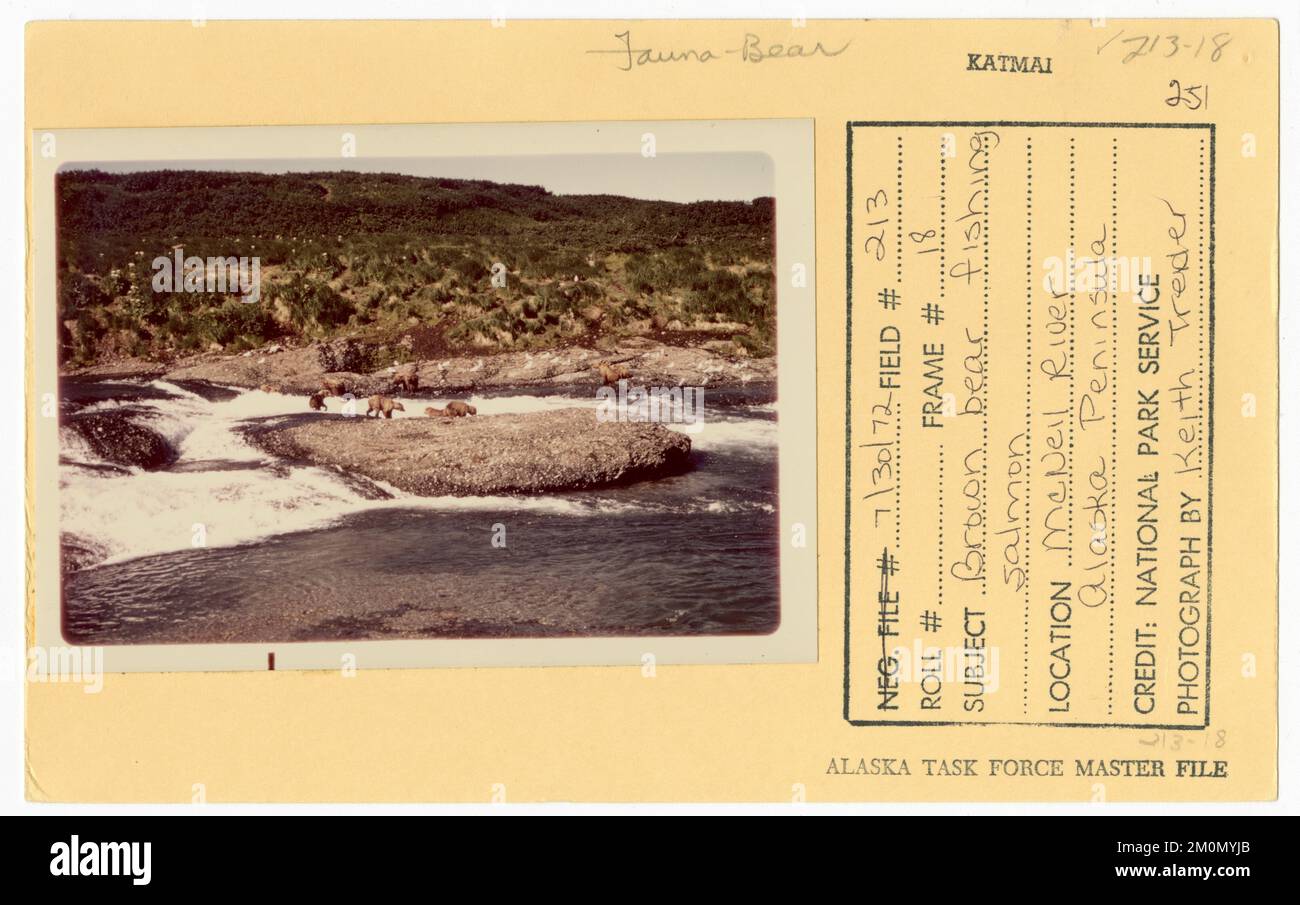 Brown bear fishing salmon. Alaska Task Force Photographs Stock Photo ...