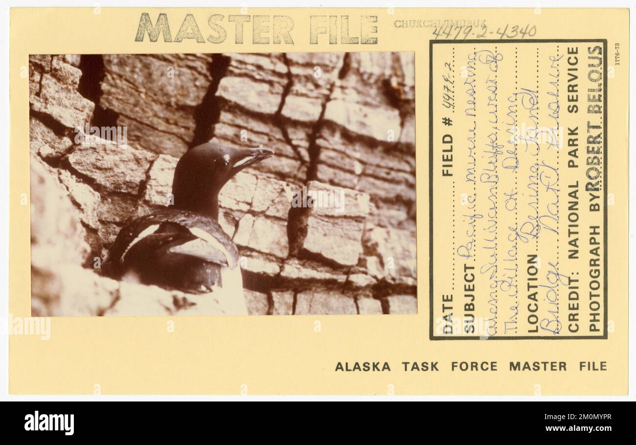 Pacific murre nesting on rocky ledge at Sullivan Bluffs, west of the ...