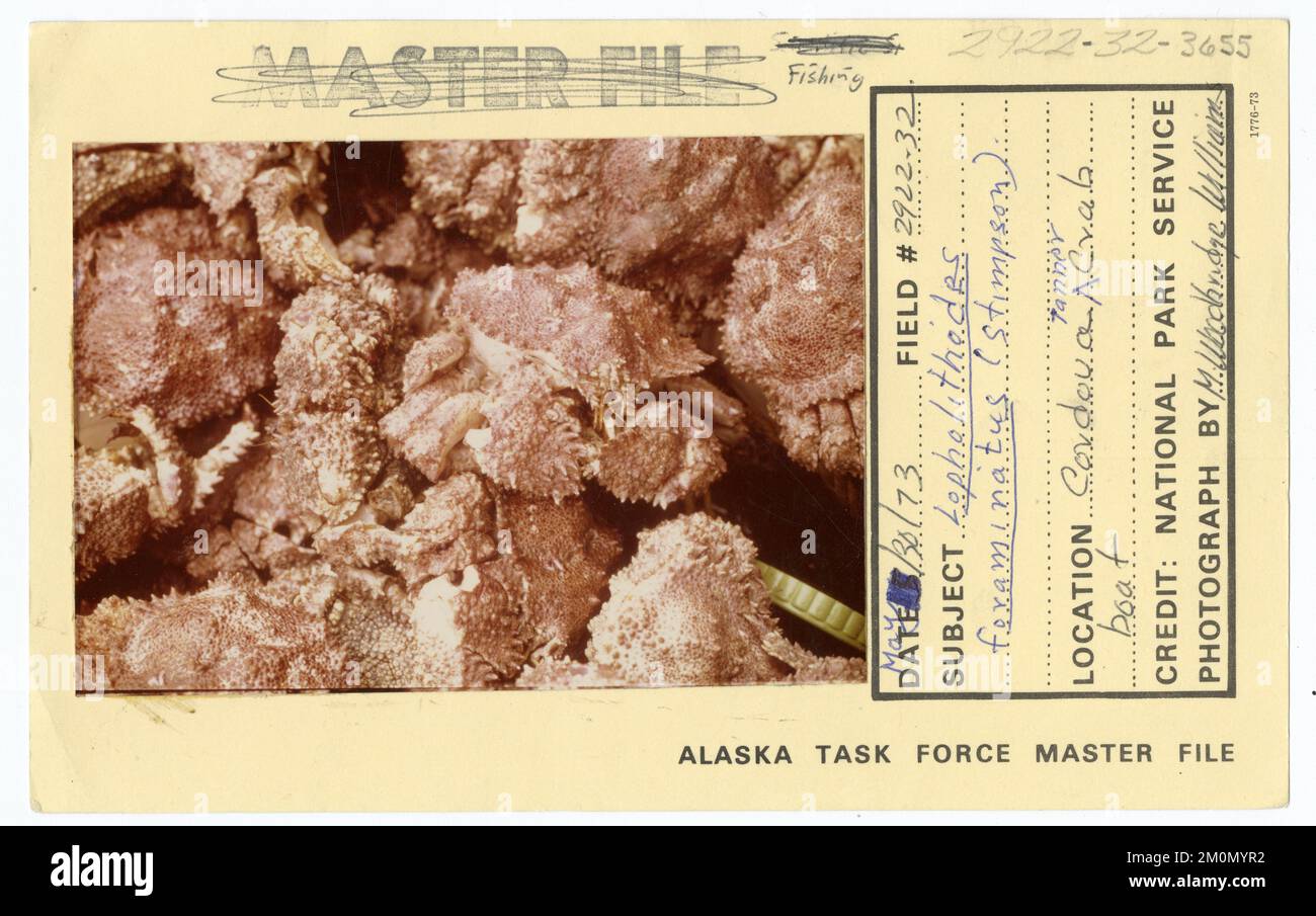 Lopholithodes foraminatus (stimpson). Alaska Task Force Photographs ...
