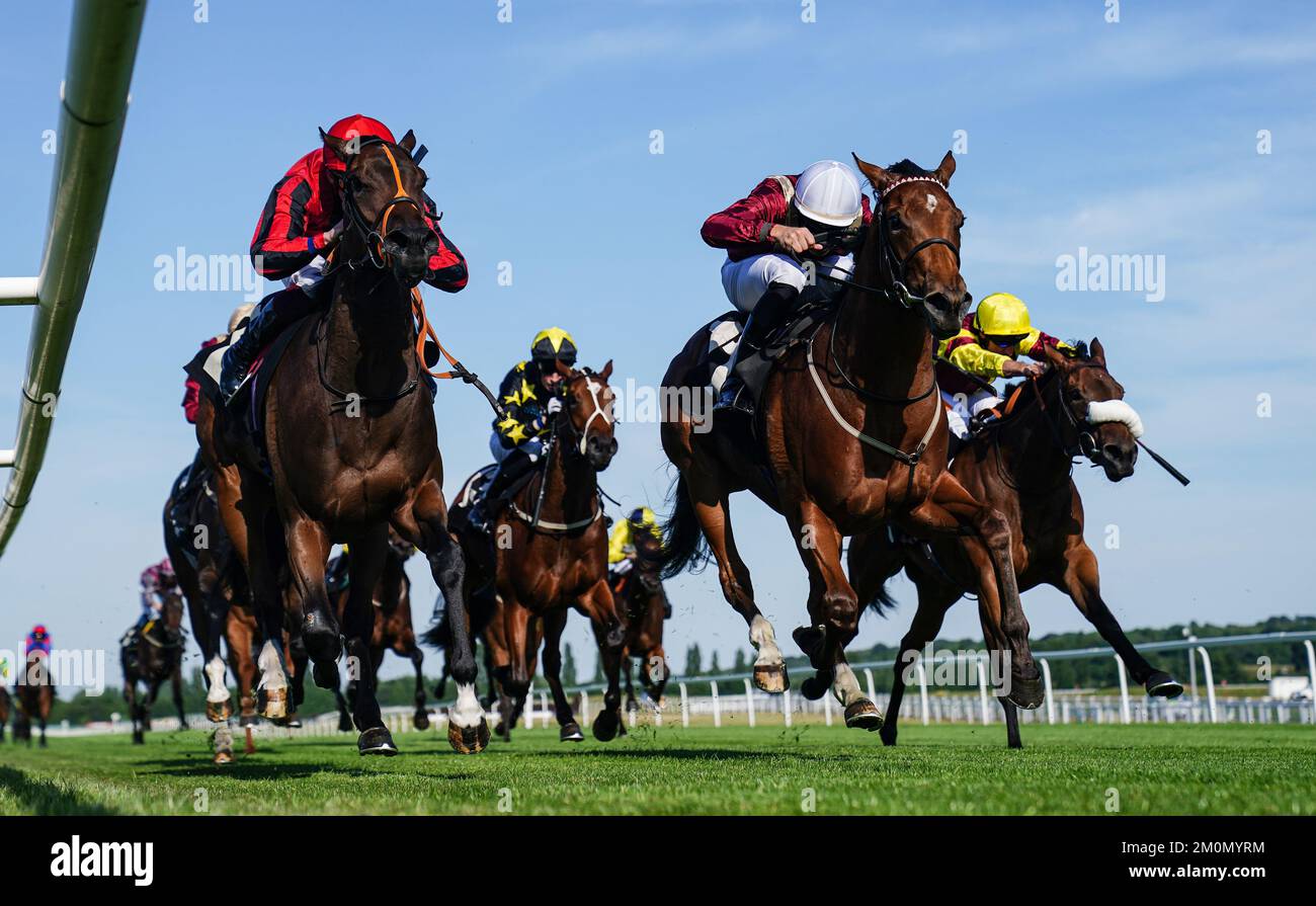 Rage of bamby horse hi-res stock photography and images - Alamy