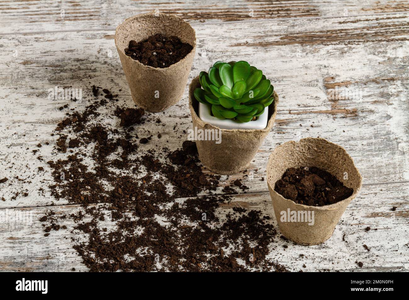 Planting plants in a pot in craft eco pots. Concept of spring time ...