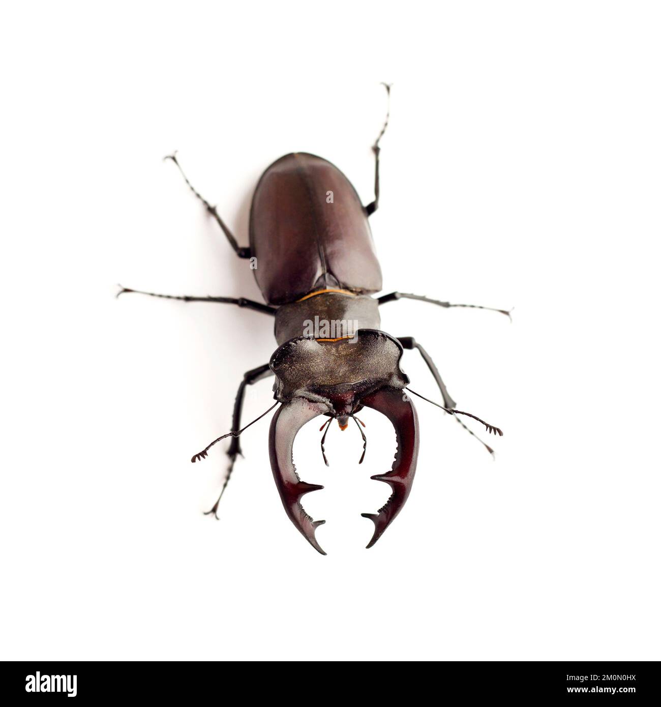 Stag-beetle (Lucanus cervus) closeup isolated on white background Stock ...