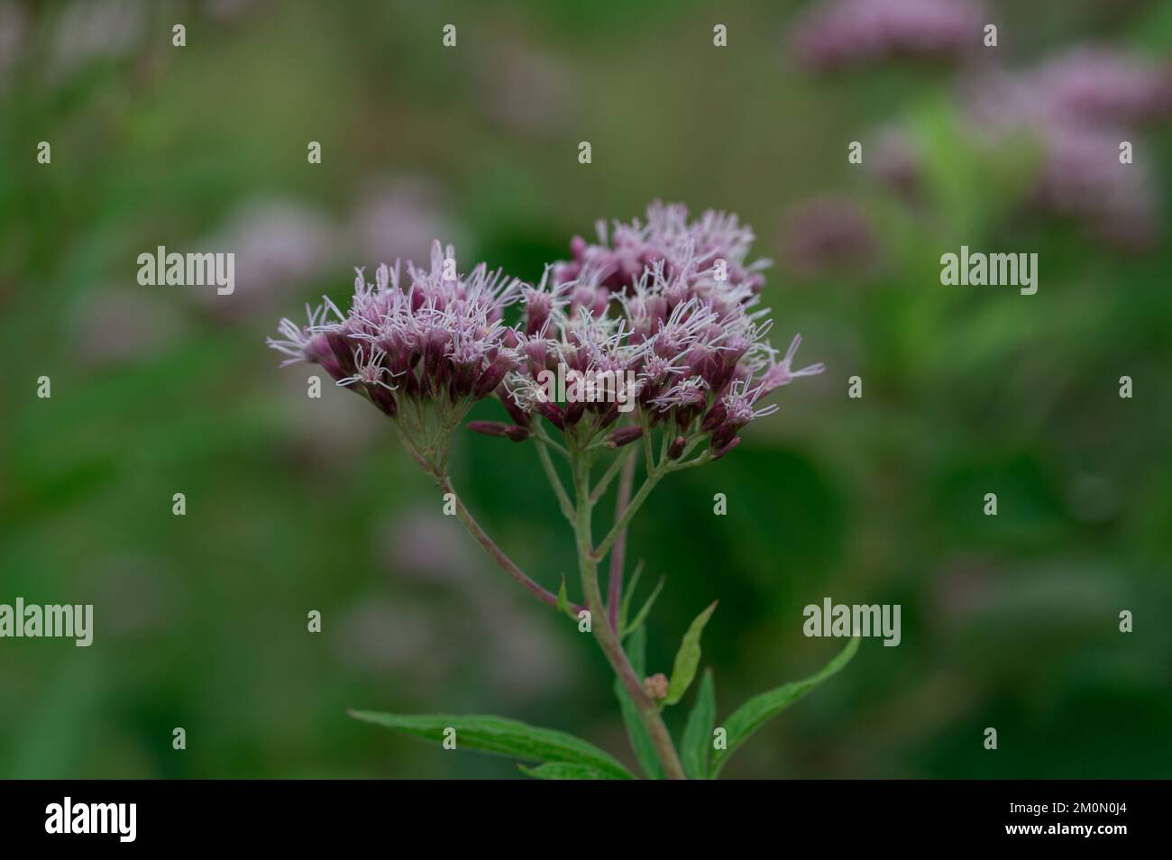 Holy rope hi-res stock photography and images - Alamy