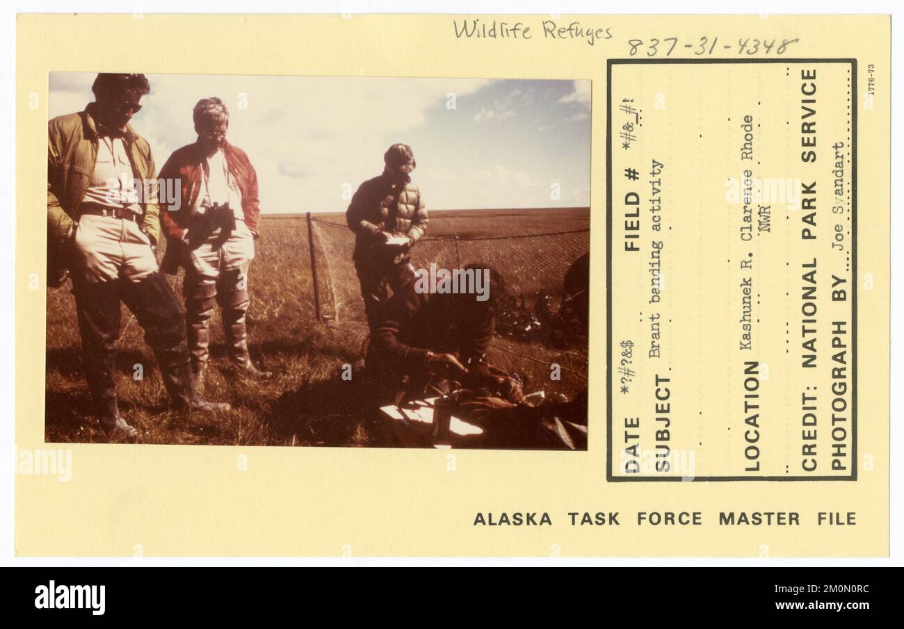 Brant banding activity. Alaska Task Force Photographs Stock Photo - Alamy