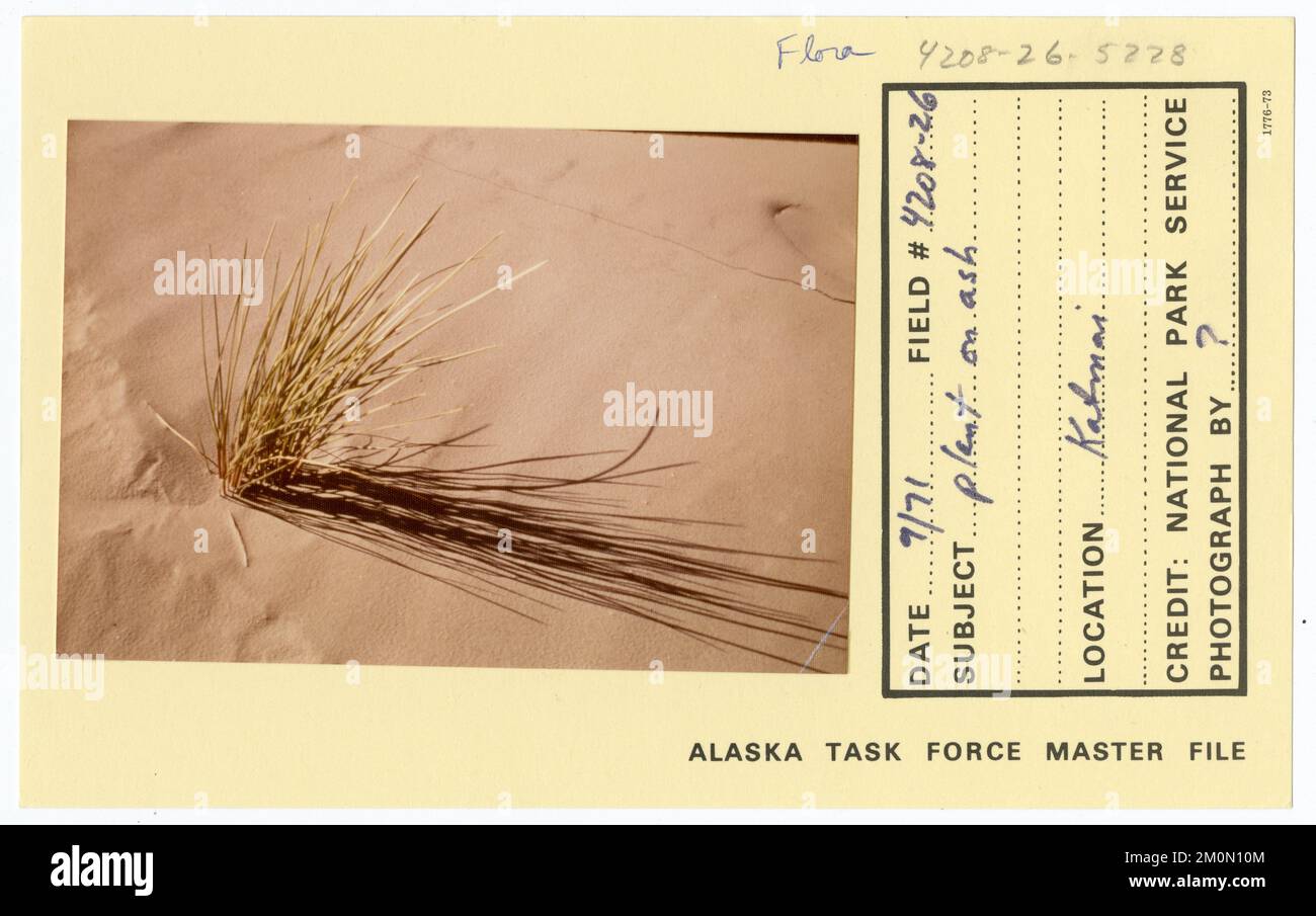 Plant on ash. Alaska Task Force Photographs Stock Photo - Alamy