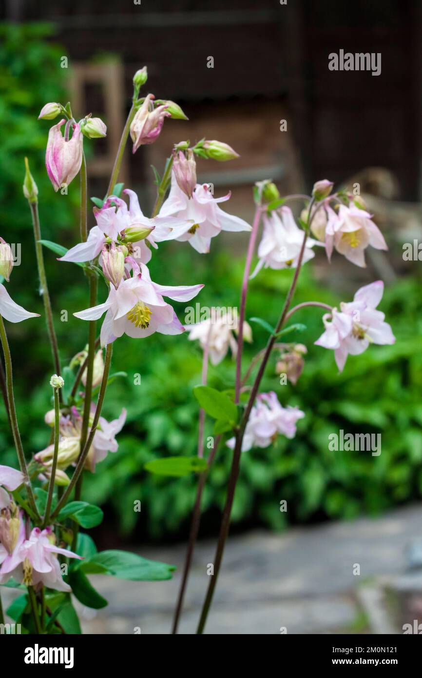 Pale pink Aquilegia flowers closeup in spring garden Stock Photo - Alamy