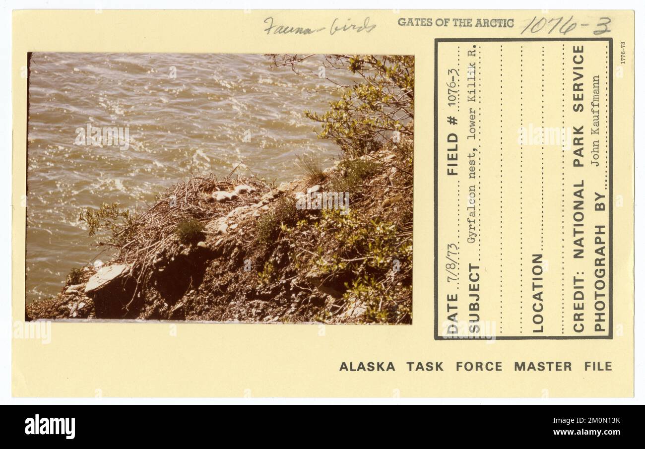 Gyrfalcon nest, lower Killik River. Alaska Task Force Photographs Stock ...