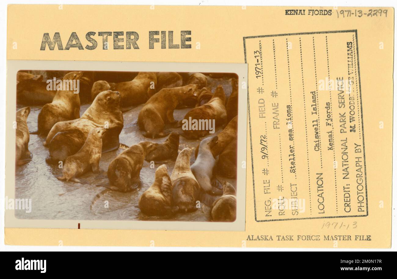 Steller sea lions. Alaska Task Force Photographs Stock Photo - Alamy