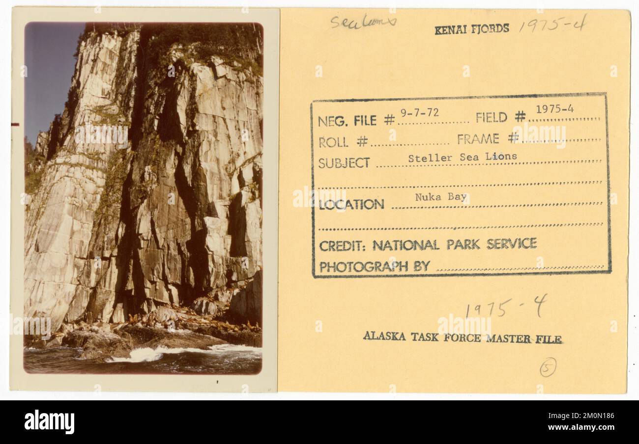 Steller sea lions. Alaska Task Force Photographs Stock Photo - Alamy